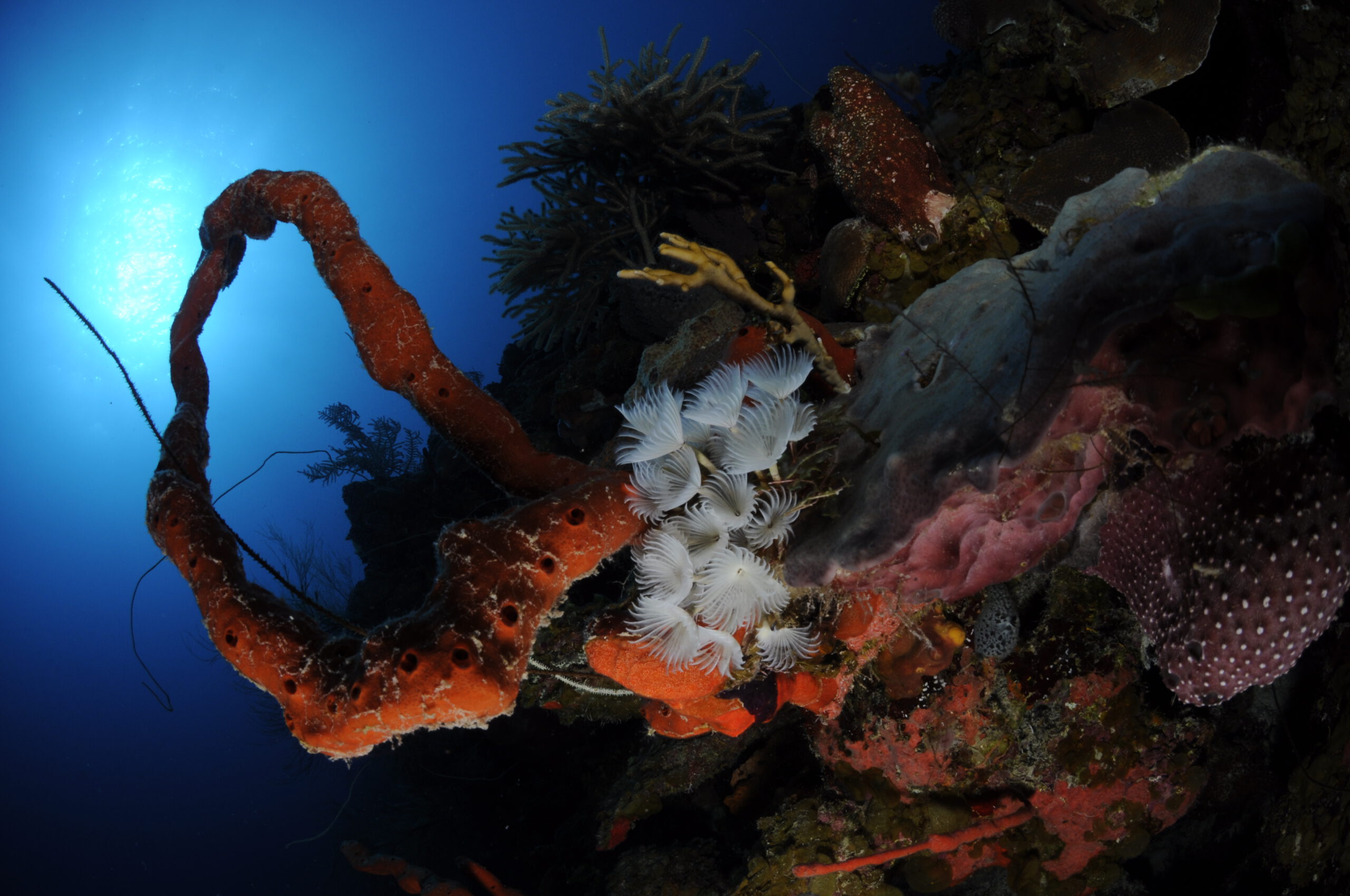Mi “viaje” de buceo a Komodo y sus, las, profundidades